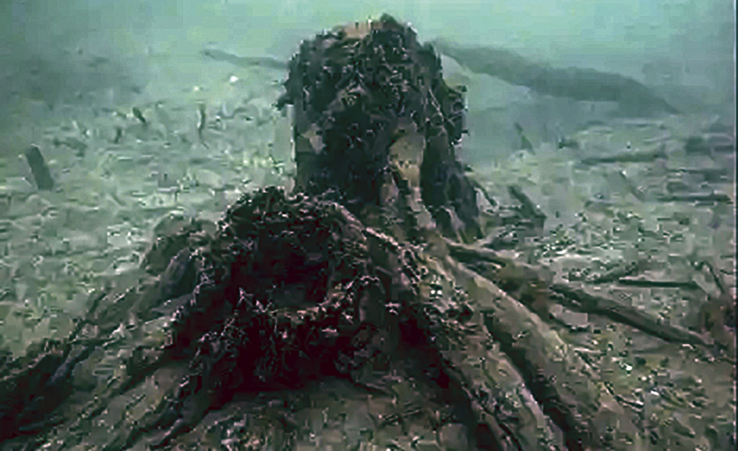 LSU Researchers Discover ‘Swamp Power’ Preserved Ancient Underwater ...